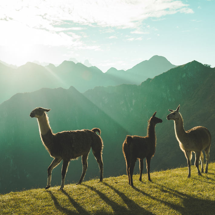 Mamacha Alpaca Knitwear, 100% alpaca clothing for men & women